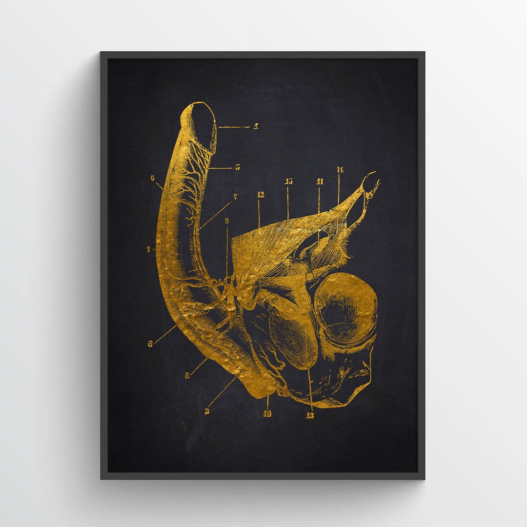 Penile Erection Anatomy Print, Andrologists Gift, Urologists Student ...
