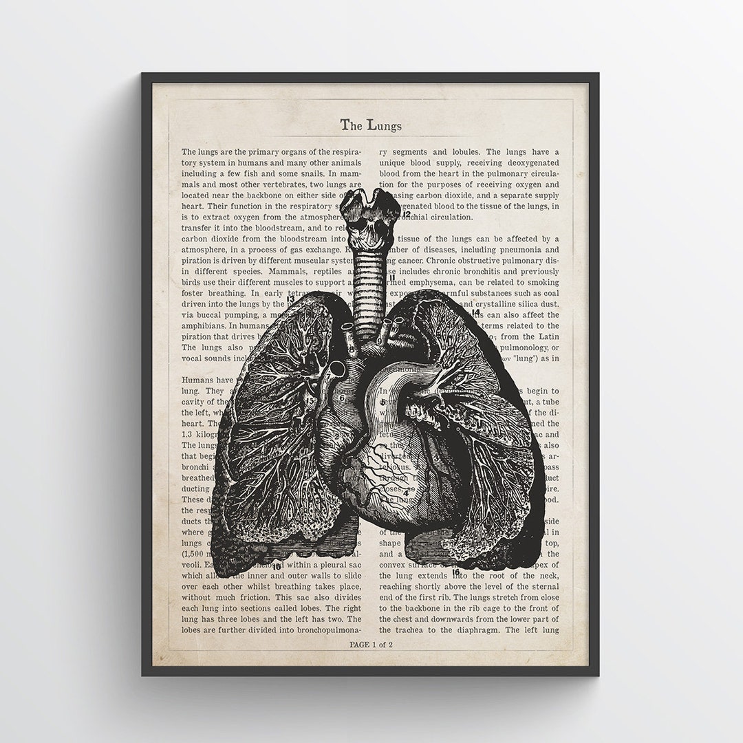 Human Lungs Anatomy Print, Medical Poster, Respiratory Therapy Gift ...