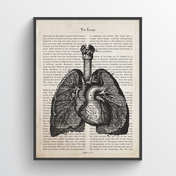 Lungs - Etsy
