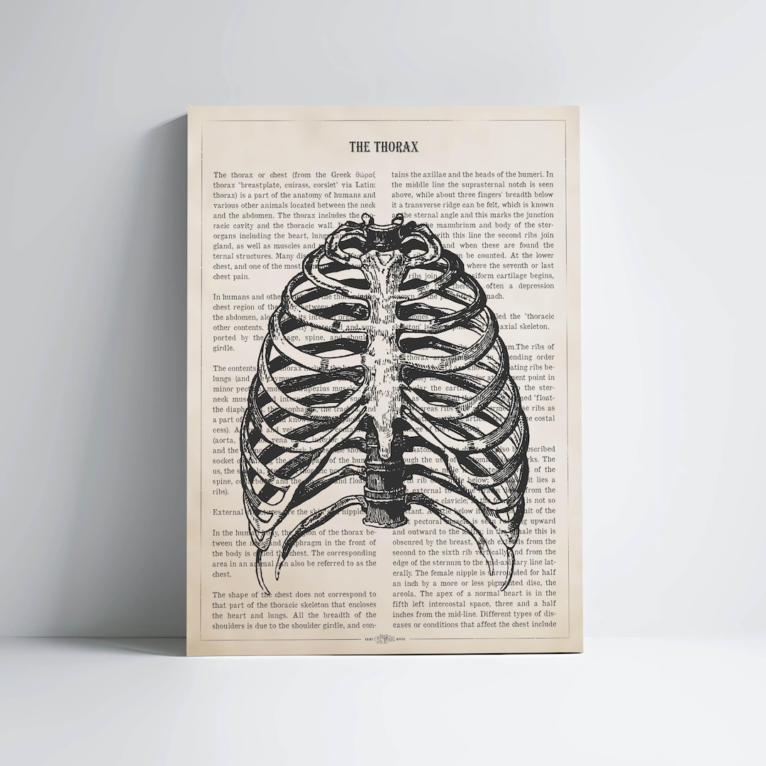 Thorax Anatomy Print, Radiology Gift, Medical Poster, Med School ...