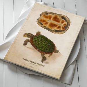 Parrot Beaked Tortoise Print, Turtle Illustration, Turtle Art, Turtle ...
