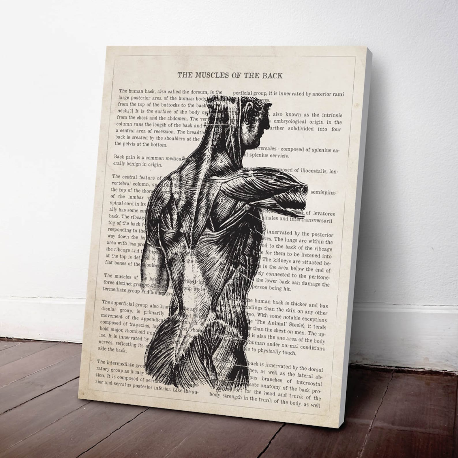 Muscles of the Back Anatomy Print Chiropractor Gift Licensed - Etsy