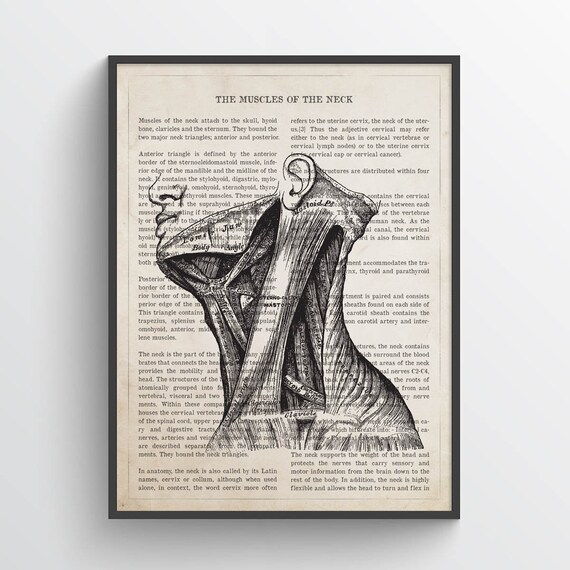 Muscles of the Neck Anatomy Print Chiropractor Gift Licensed - Etsy