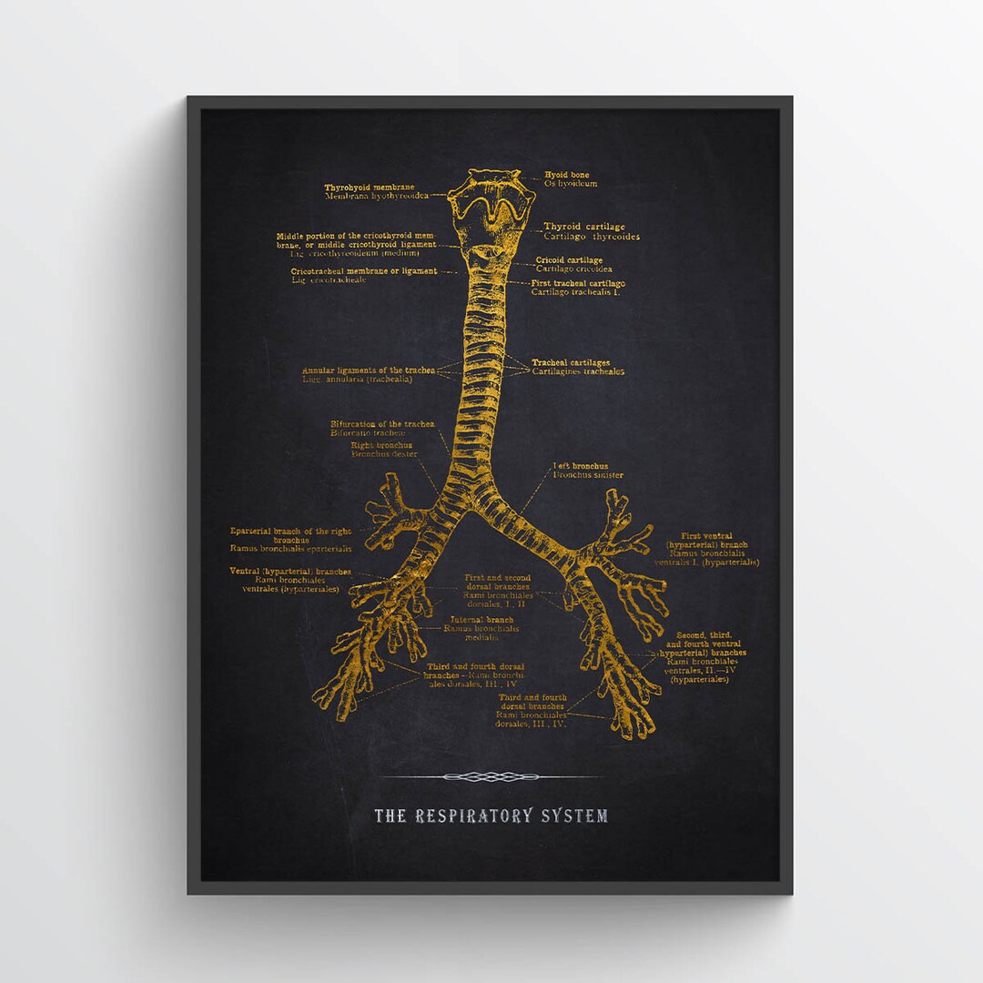 Respiratory System Anatomy Print, Lungs Art, Medical Poster ...