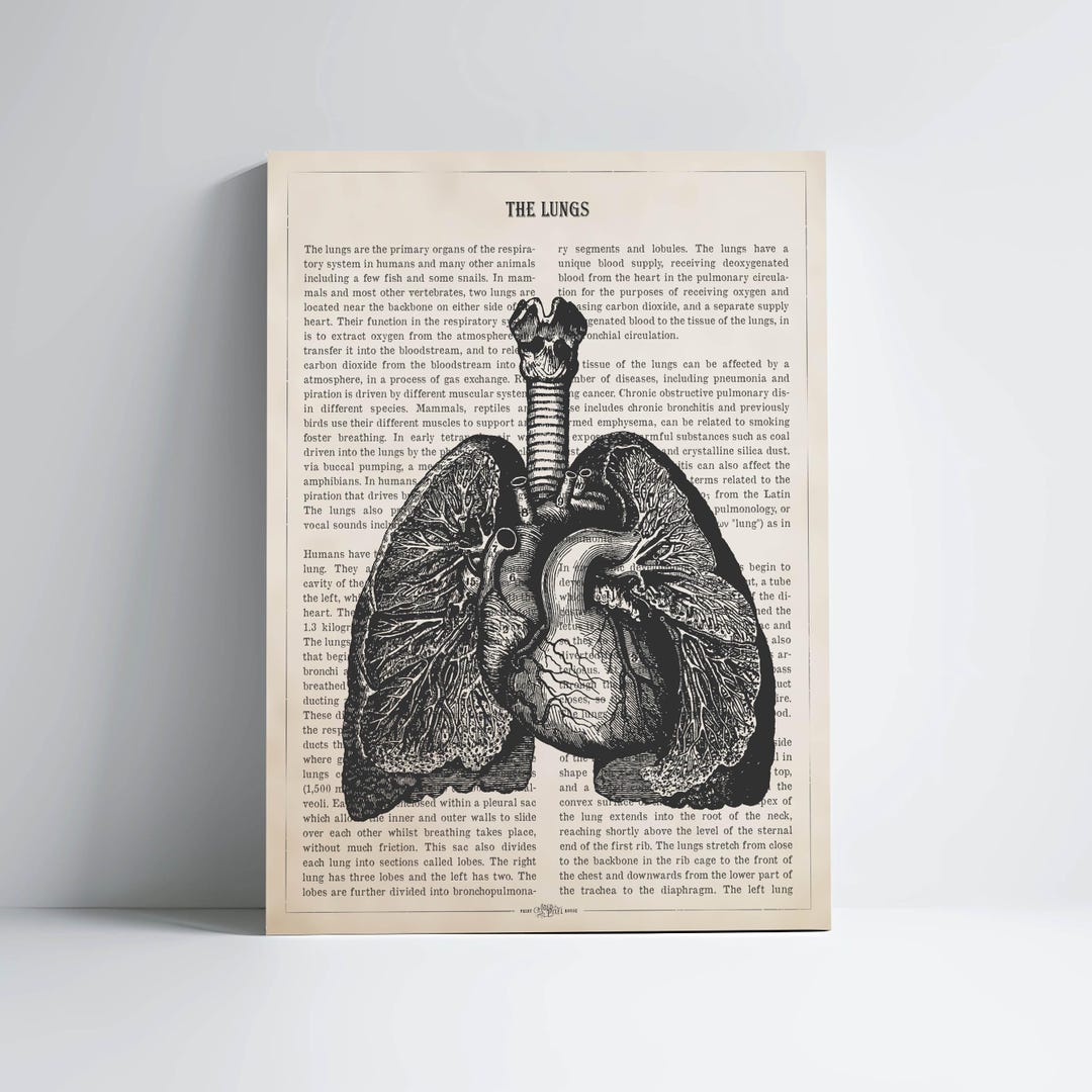 Human Lungs Anatomy Print, Medical Poster, Respiratory Therapy Gift ...