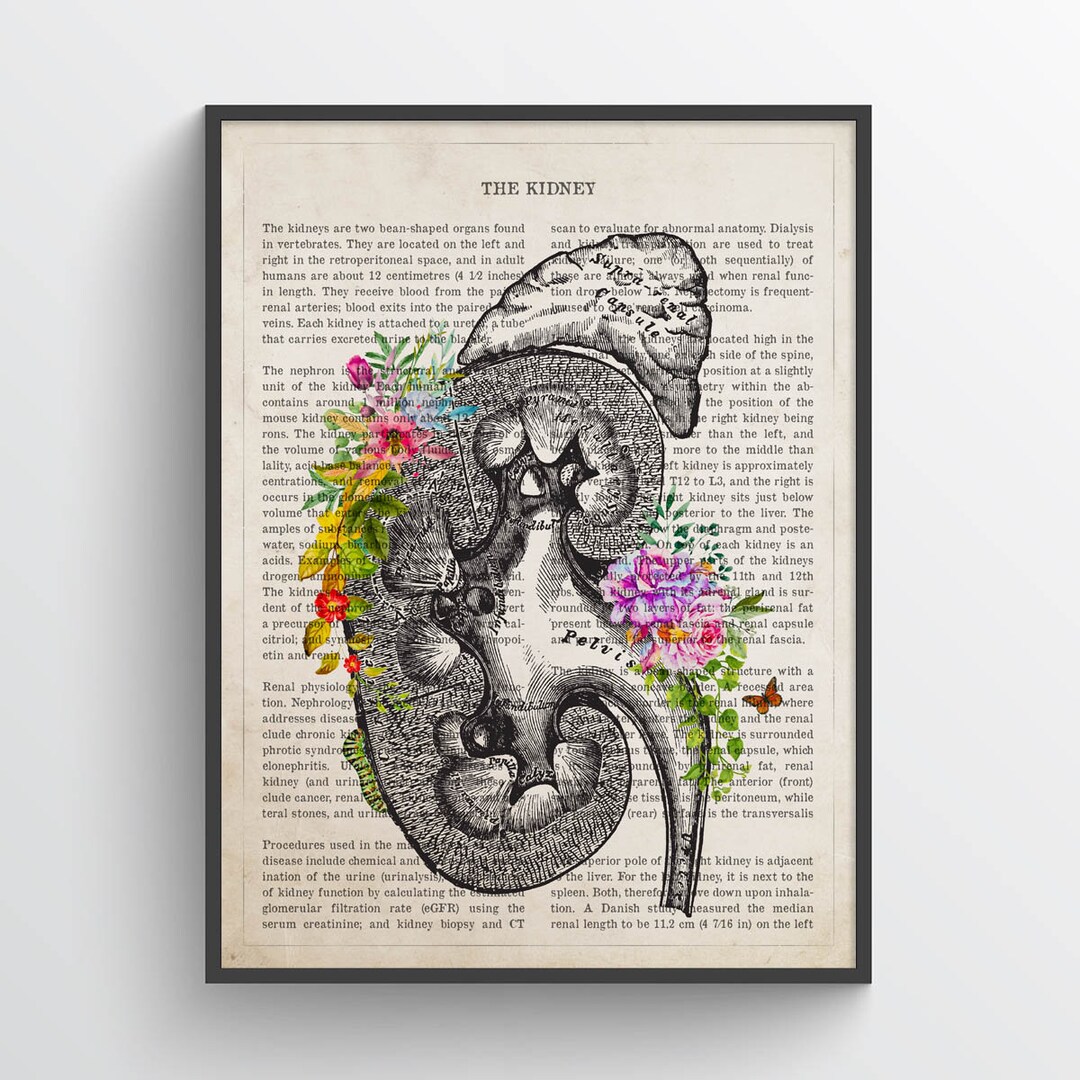 Kidney Anatomy Flower Print, Urologist Gift, Nephrologist Gift ...