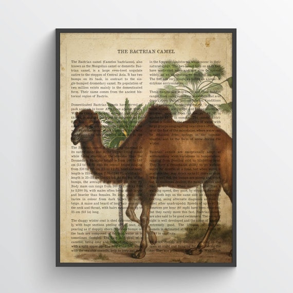 Vintage Bactrian Camel Print Safari Painting Camel - Etsy