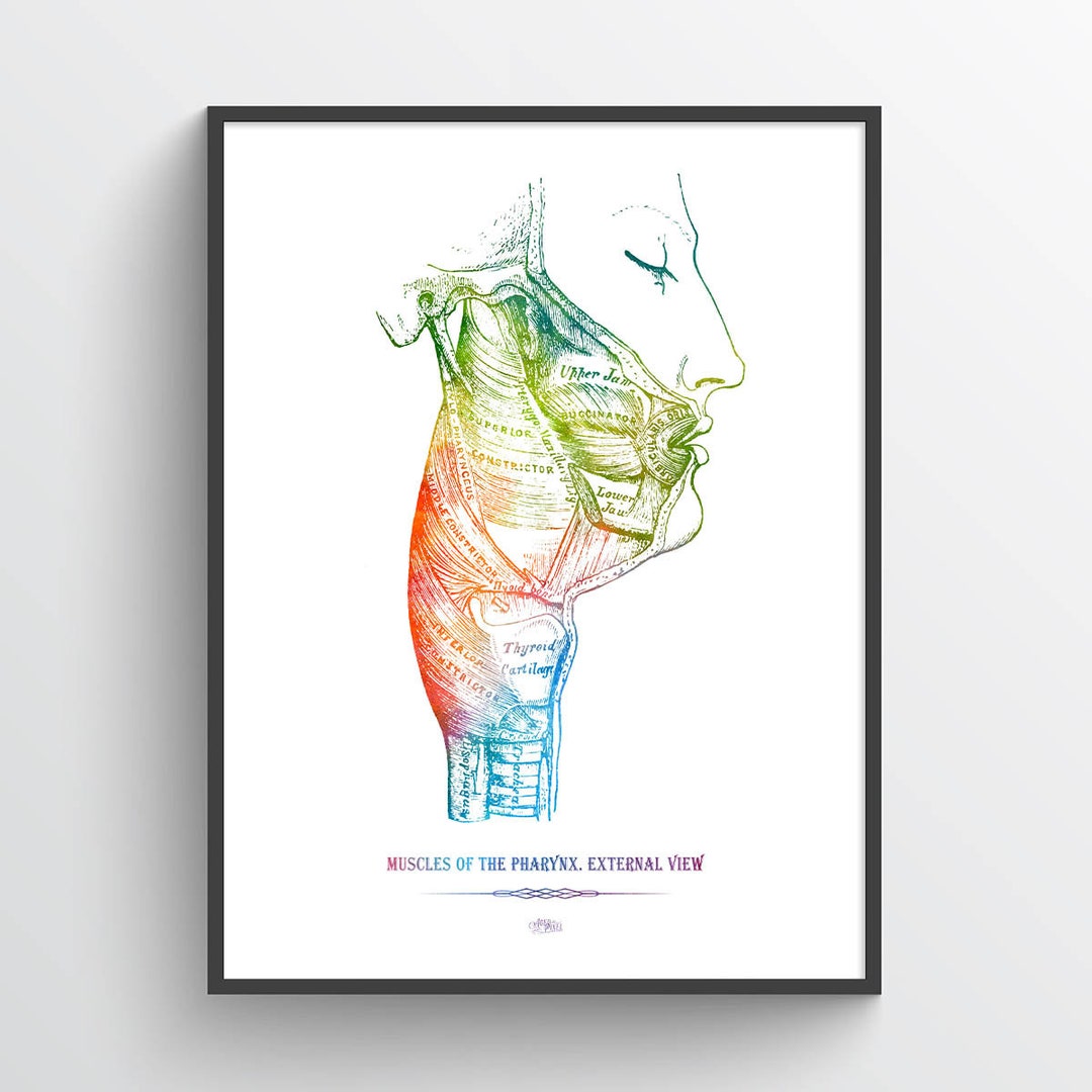 Muscles of the Pharynx Anatomy Print, Gift for ENT, Doctor Office Decor ...