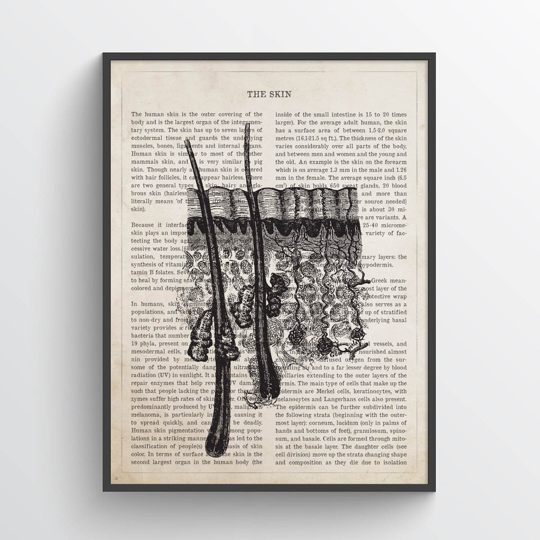 Skin Anatomy Print, Dermatologist Gift, Dermatology Skin Care ...