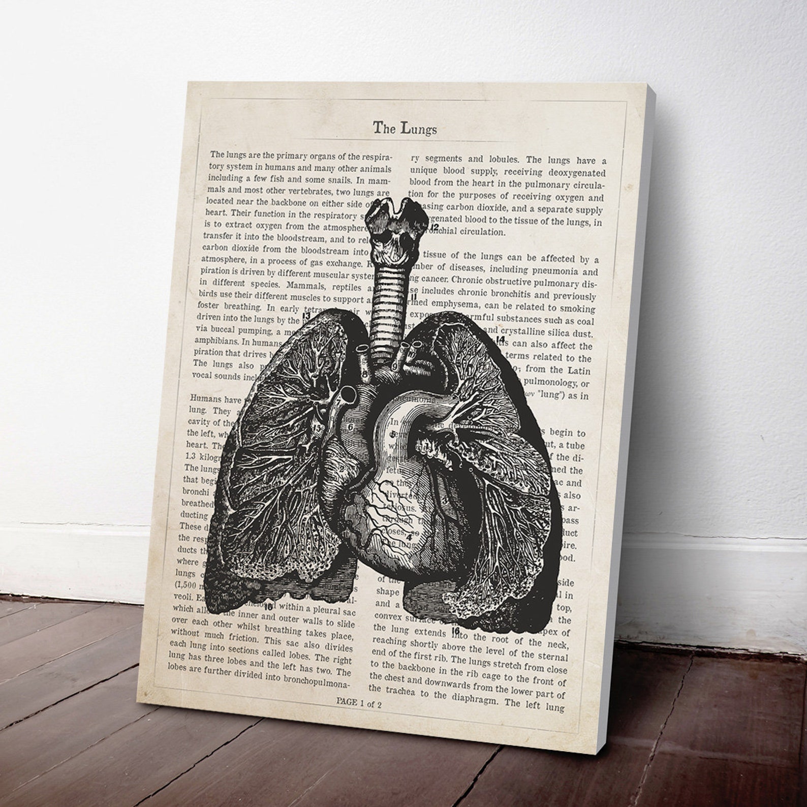 Human Lungs Anatomy Print Medical Poster Respiratory Therapy - Etsy