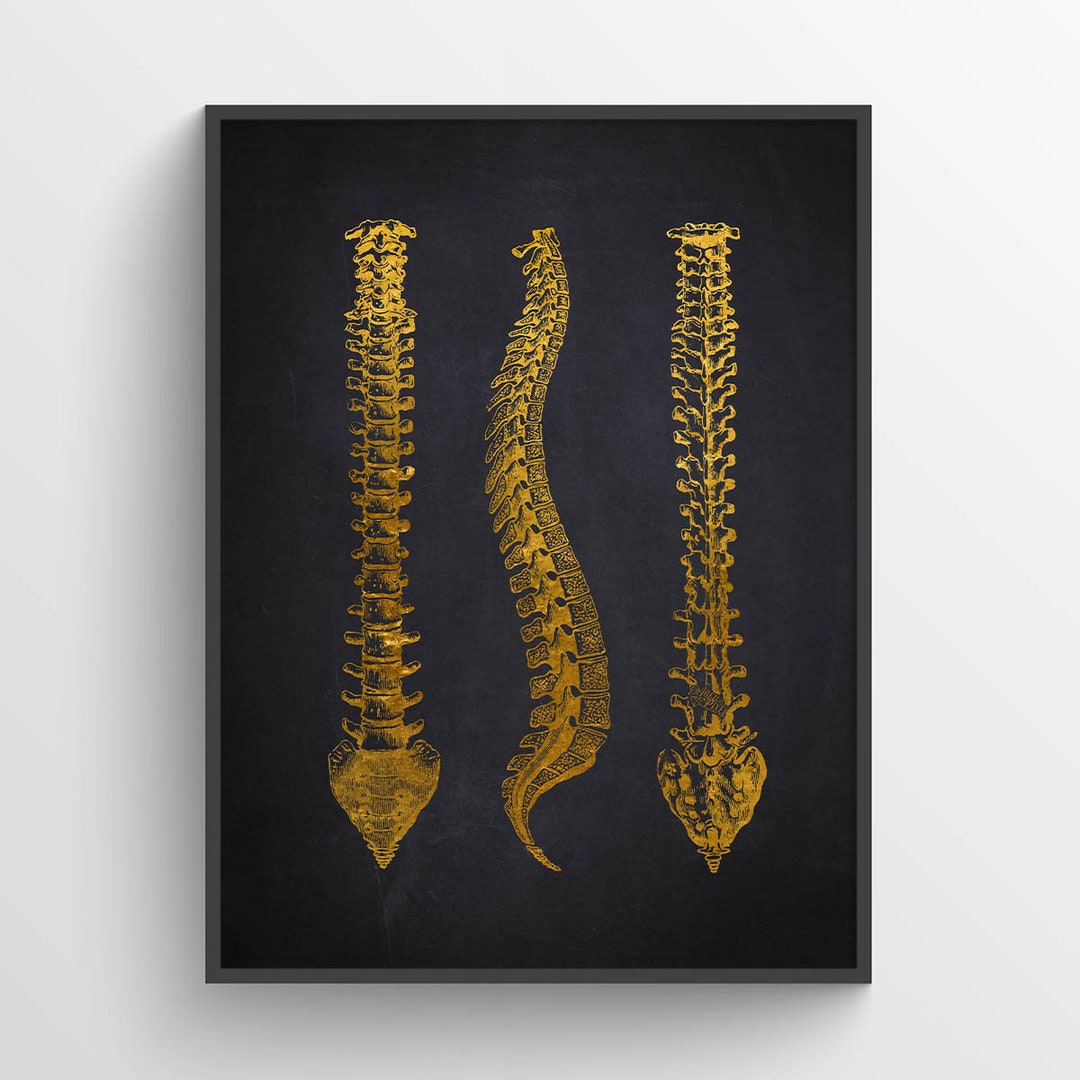 Vertebral Column Anatomy Print, Chiropractor Gift Idea, Anatomical ...