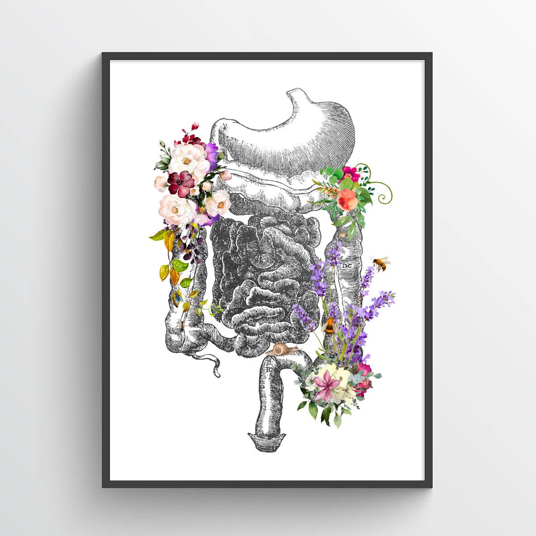 Digestive System Anatomy Print, Intestine, Digestive Tract, Medical ...