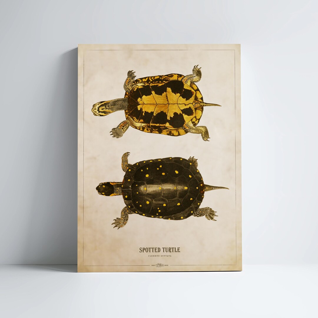 Spotted Turtle Print, Turtle Illustration, Turtle Art, Reptile Kids ...