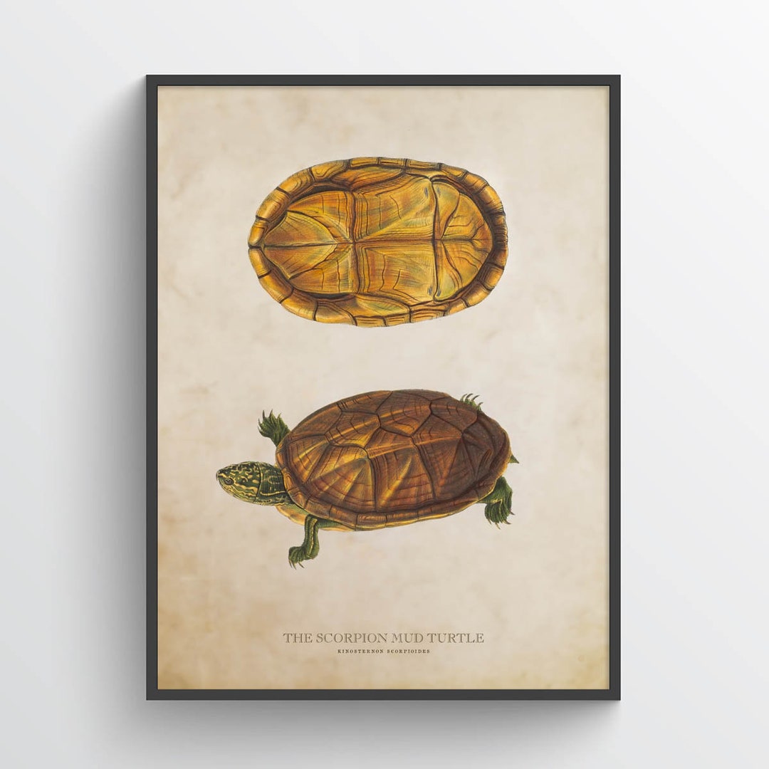 Scorpion Mud Turtle Print Turtle Illustration Turtle Art - Etsy