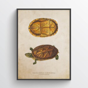 Scorpion Mud Turtle Print Turtle Illustration Turtle Art - Etsy