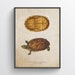 Scorpion Mud Turtle Print Turtle Illustration Turtle Art - Etsy