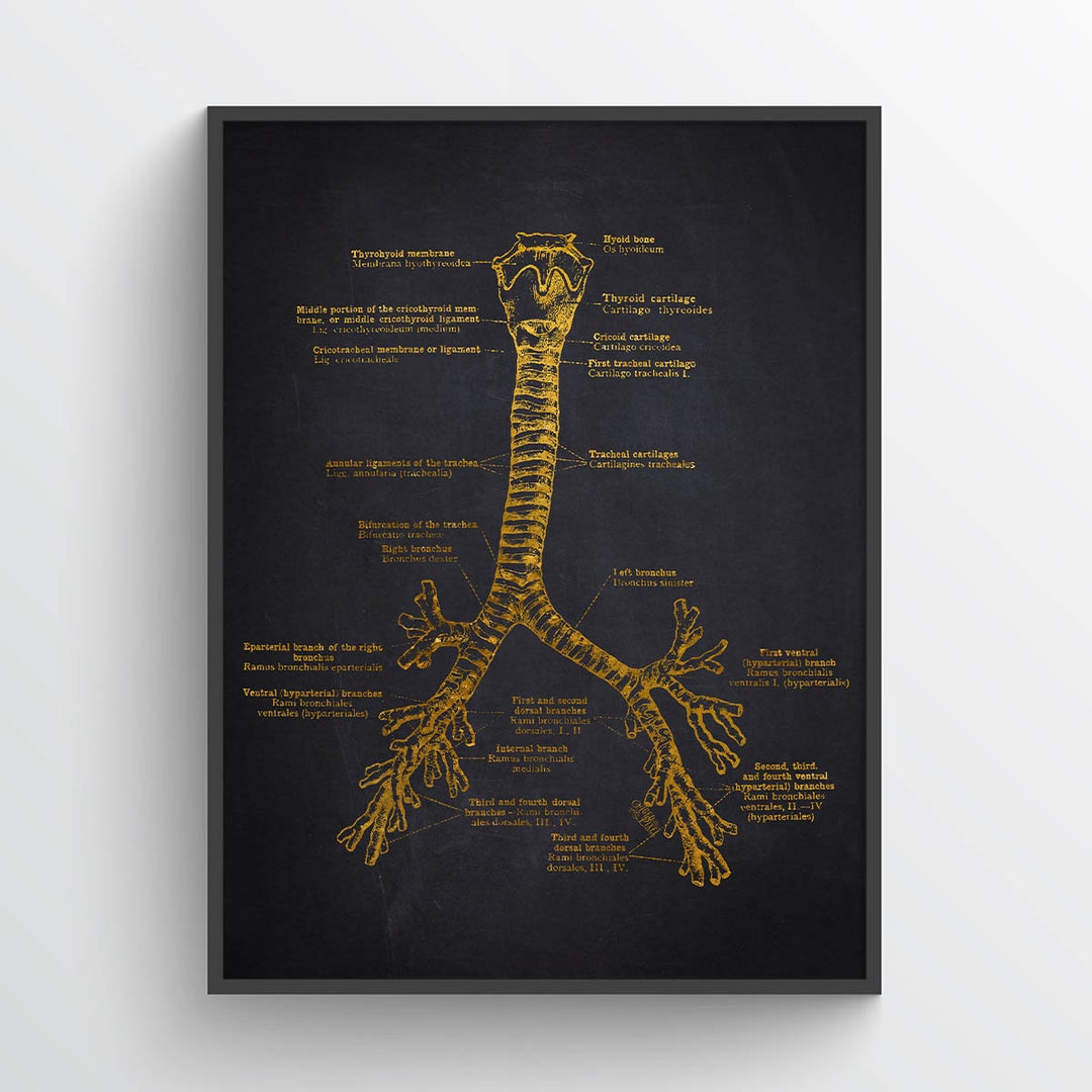 Respiratory System Anatomy Print, Lungs Art, Medical Poster ...