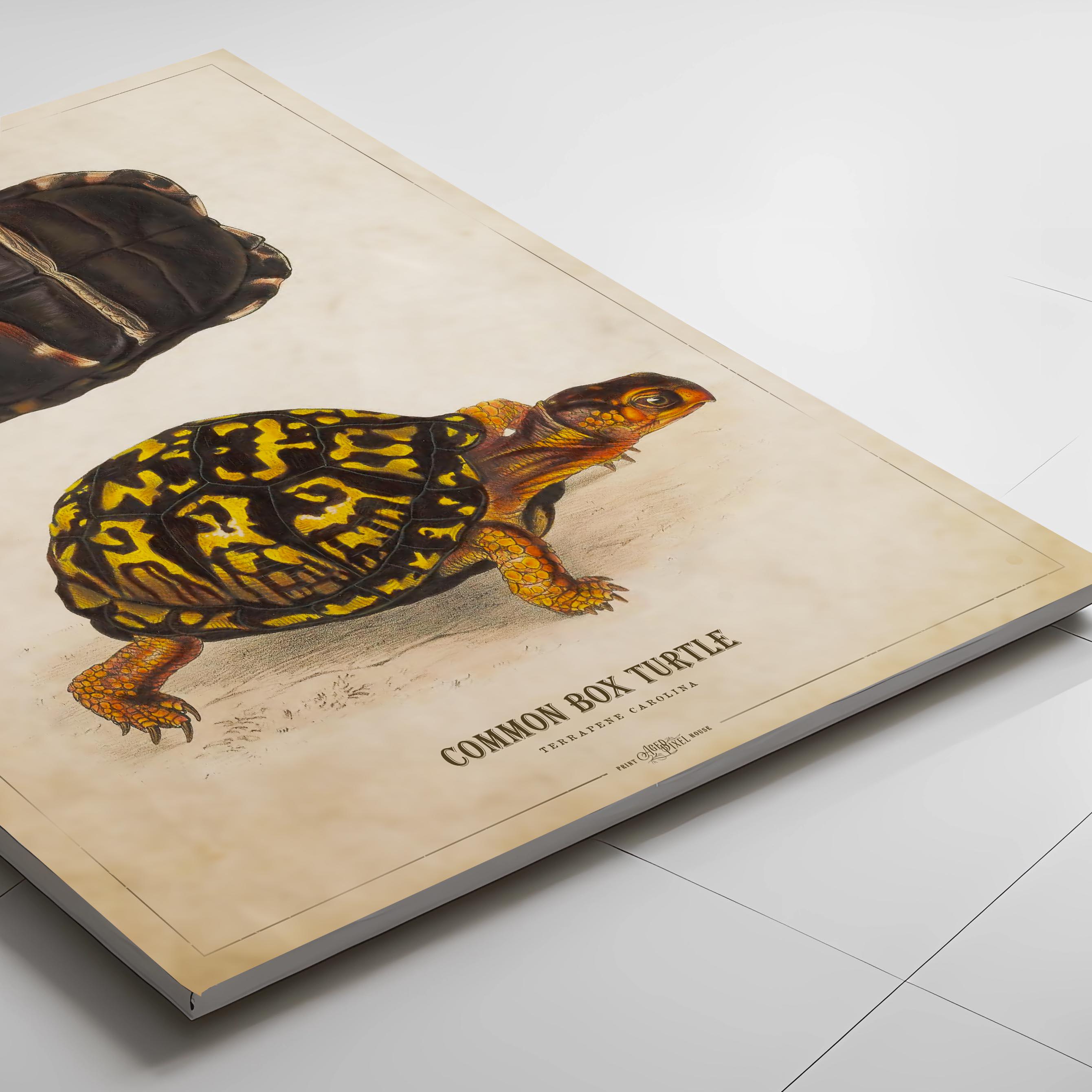 Common Box Turtle Print, Turtle Illustration, Turtle Art, Turtle Kids ...