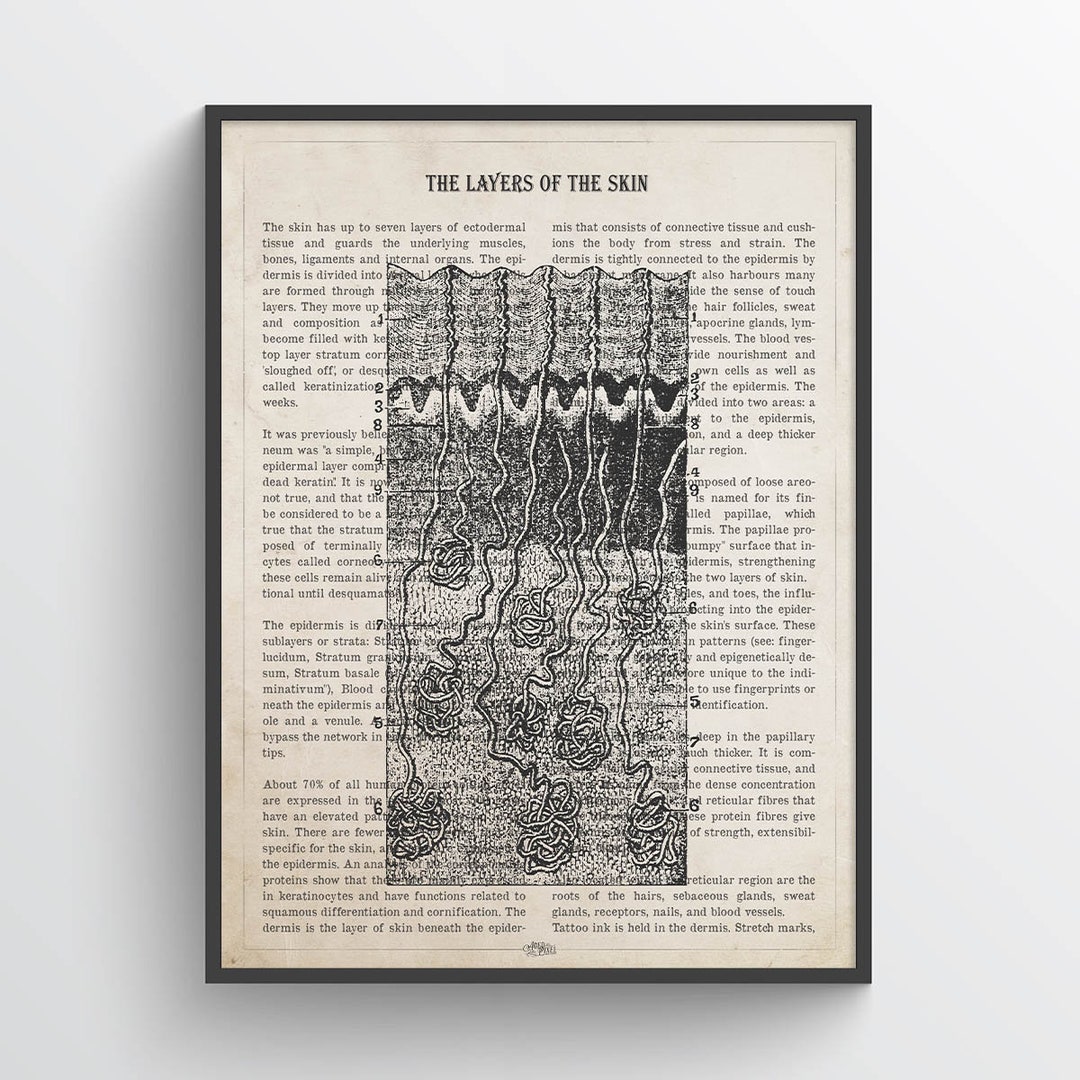 Layers of the Skin Anatomy Print, Dermatologist Gift, Dermatology Skin ...