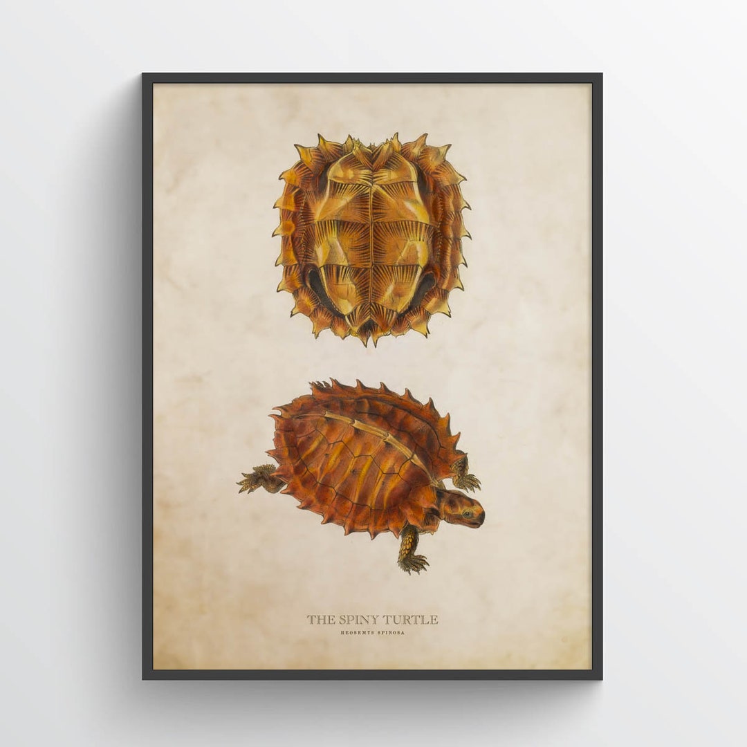 Spiny Turtle Print, Turtle Illustration, Turtle Art, Reptile Kids Room ...