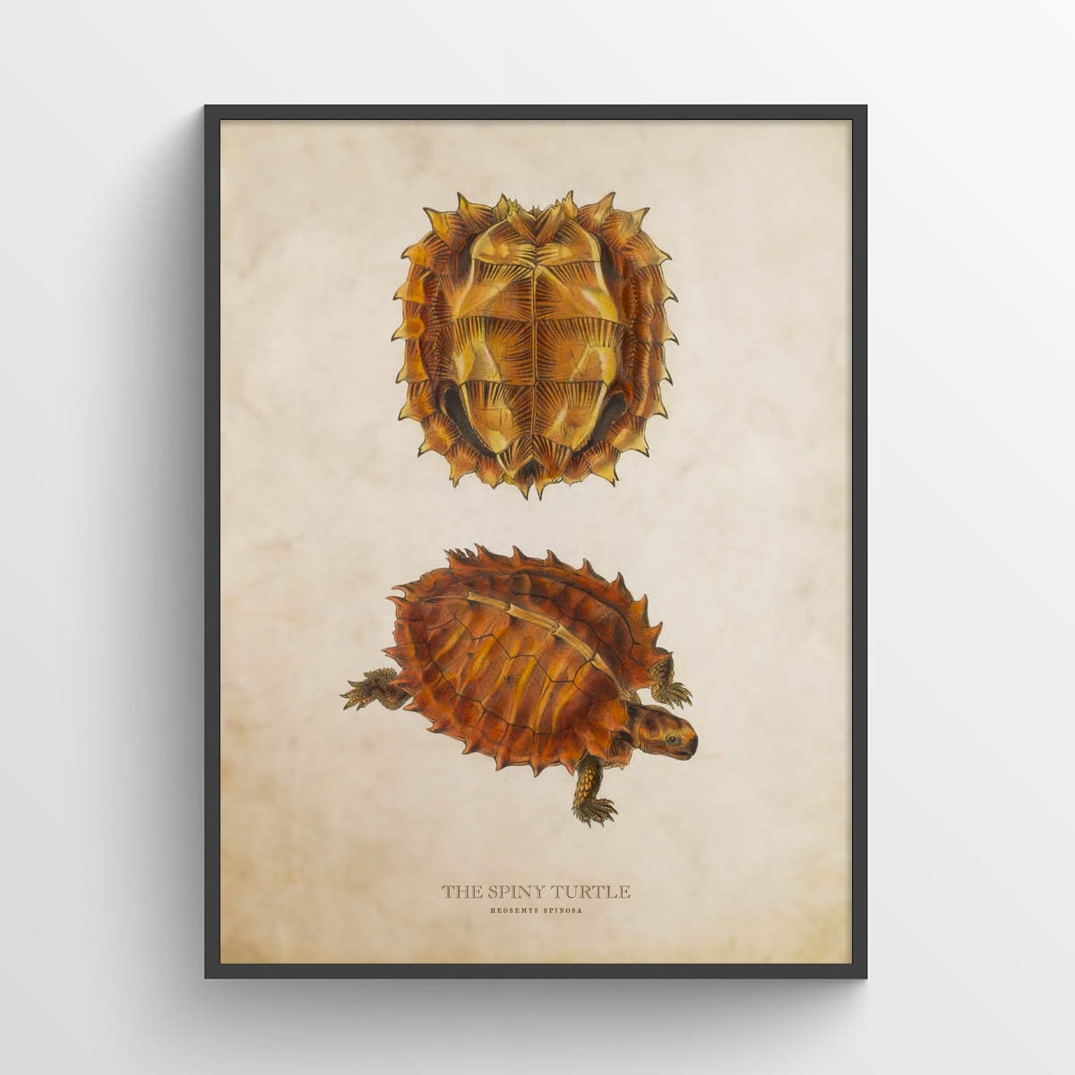Mario Spiny Turtle
