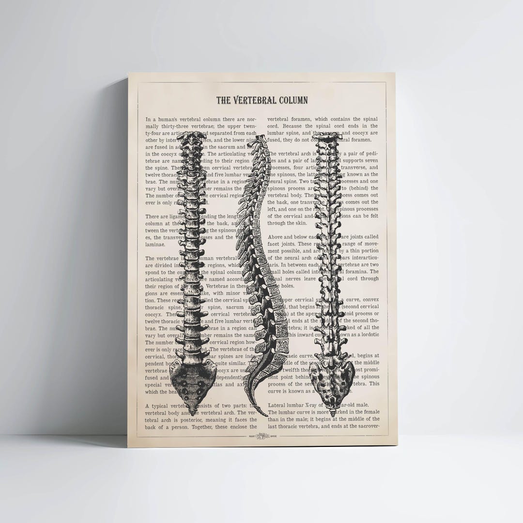 Vertebral Column Anatomy Print, Spinal Cord Art, Chiropractor Gift Idea ...