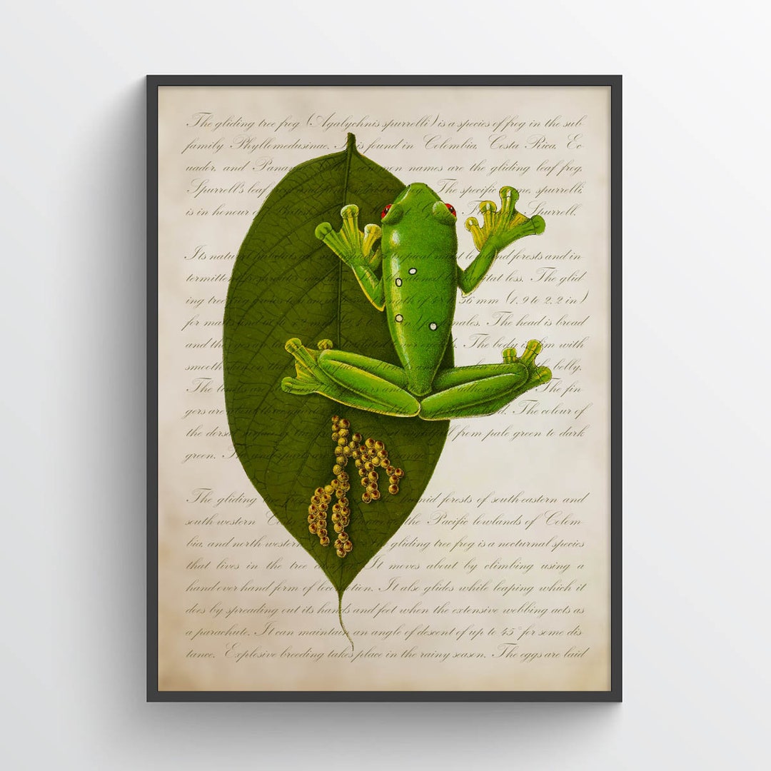 Gliding Tree Frog Print, Amphibian, Frog Art, Antique Natural History ...