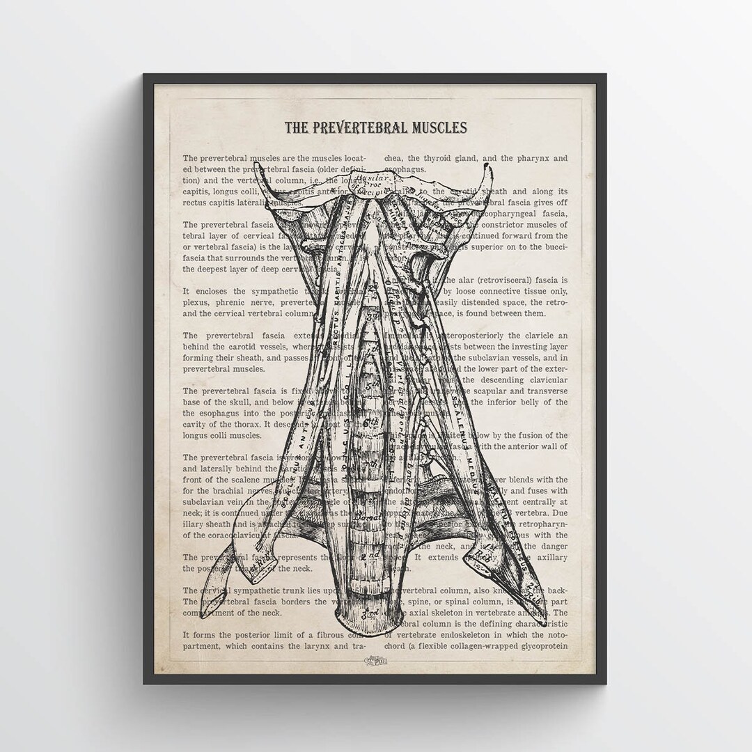 Prevertebral Muscles Anatomy Print, Anatomy of the Head and Neck, - Etsy