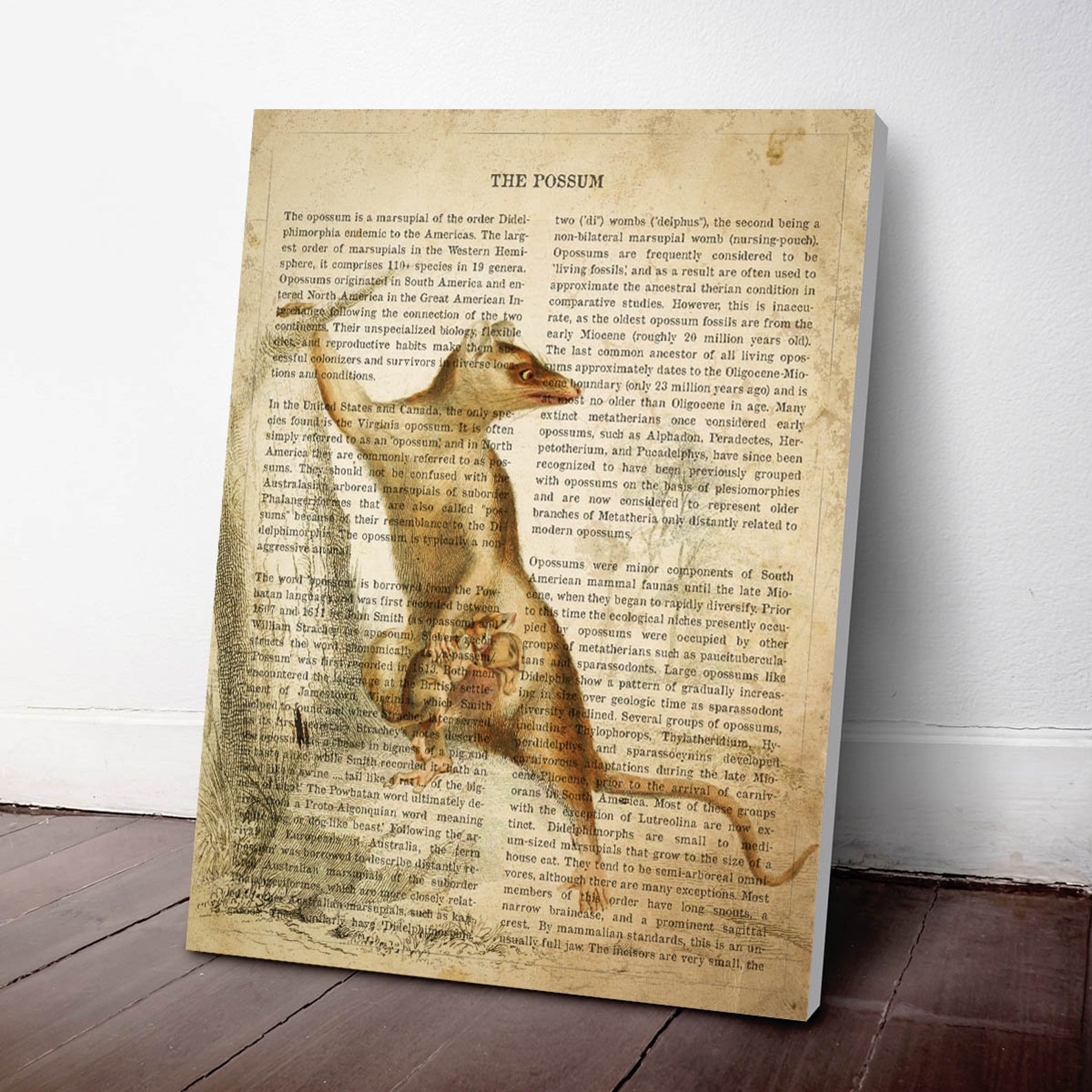 Vintage Possum Print Opossum Illustration Possum Art | Etsy