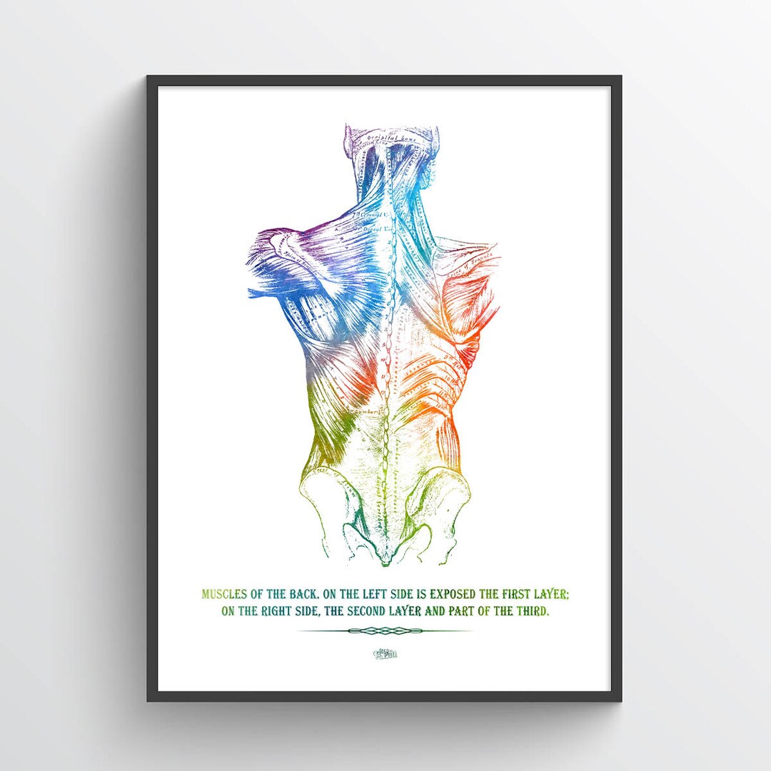 Muscles of the Back Anatomy Print, Chiropractor Gift, Licensed Massage ...