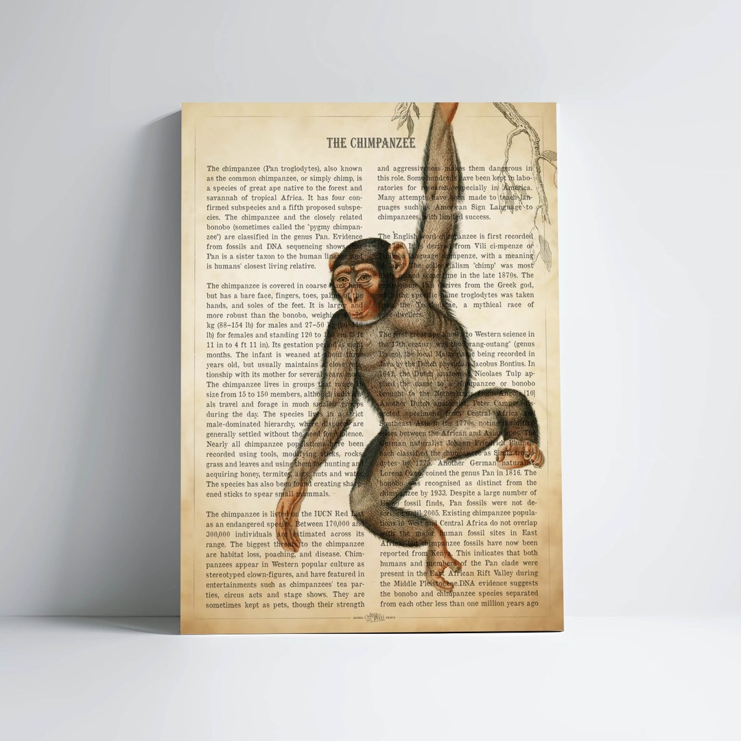 Chimpanzee Print, Cute Monkey Poster, Animal Decor for Kids Room, Chimp ...