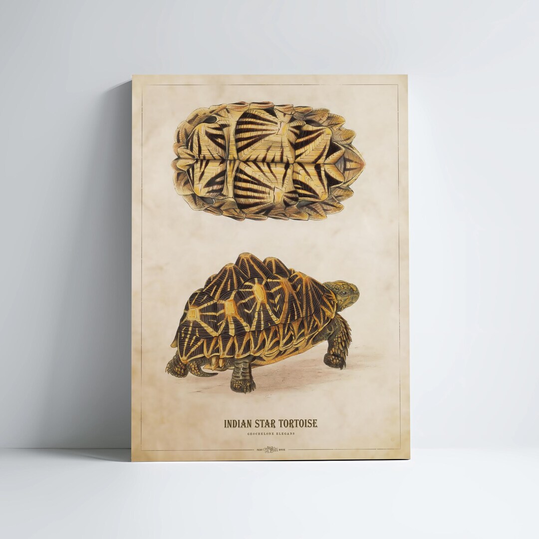 Scorpion Mud Turtle Print, Turtle Illustration, Turtle Art, Reptile ...