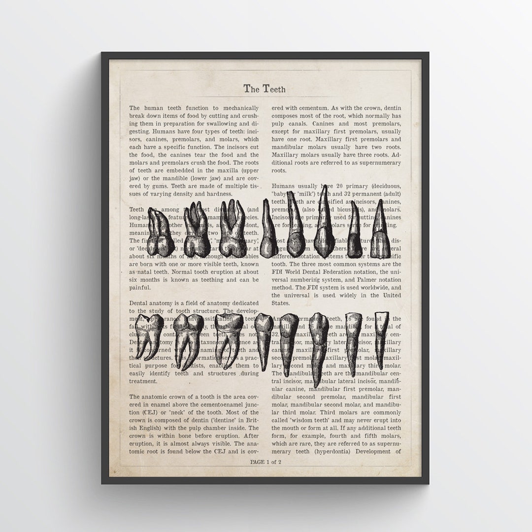 Human Teeth Anatomy Print, Tooth Art, Orthodontics, Dental Hygienist ...