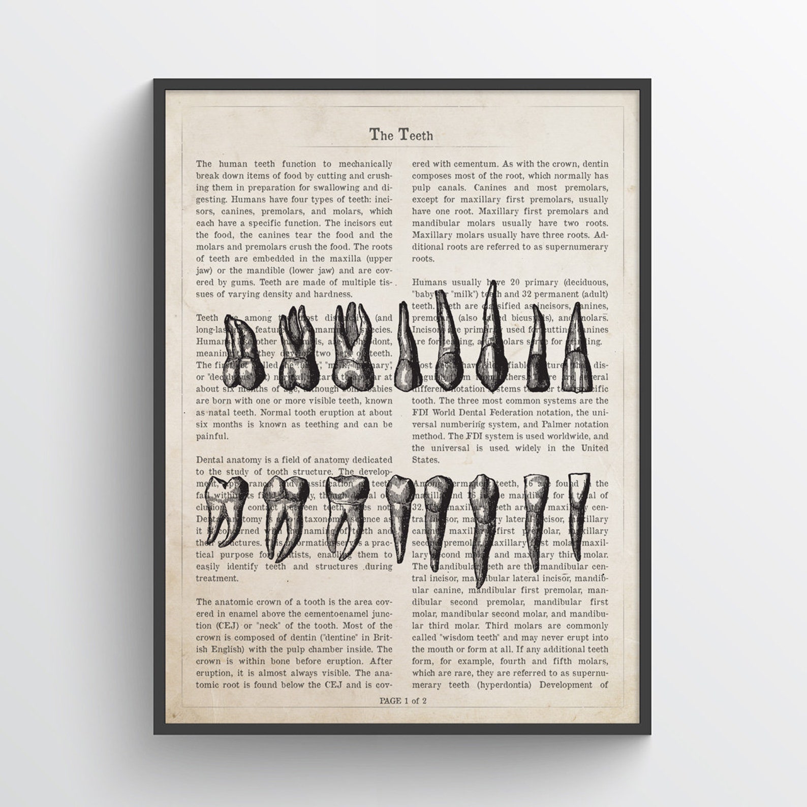 Human Teeth Anatomy Print, Tooth Art, Orthodontics, Dental Hygienist ...