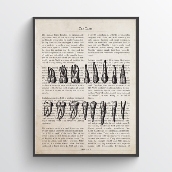 Human Teeth Anatomy Print Tooth Art Orthodontics Dental | Etsy