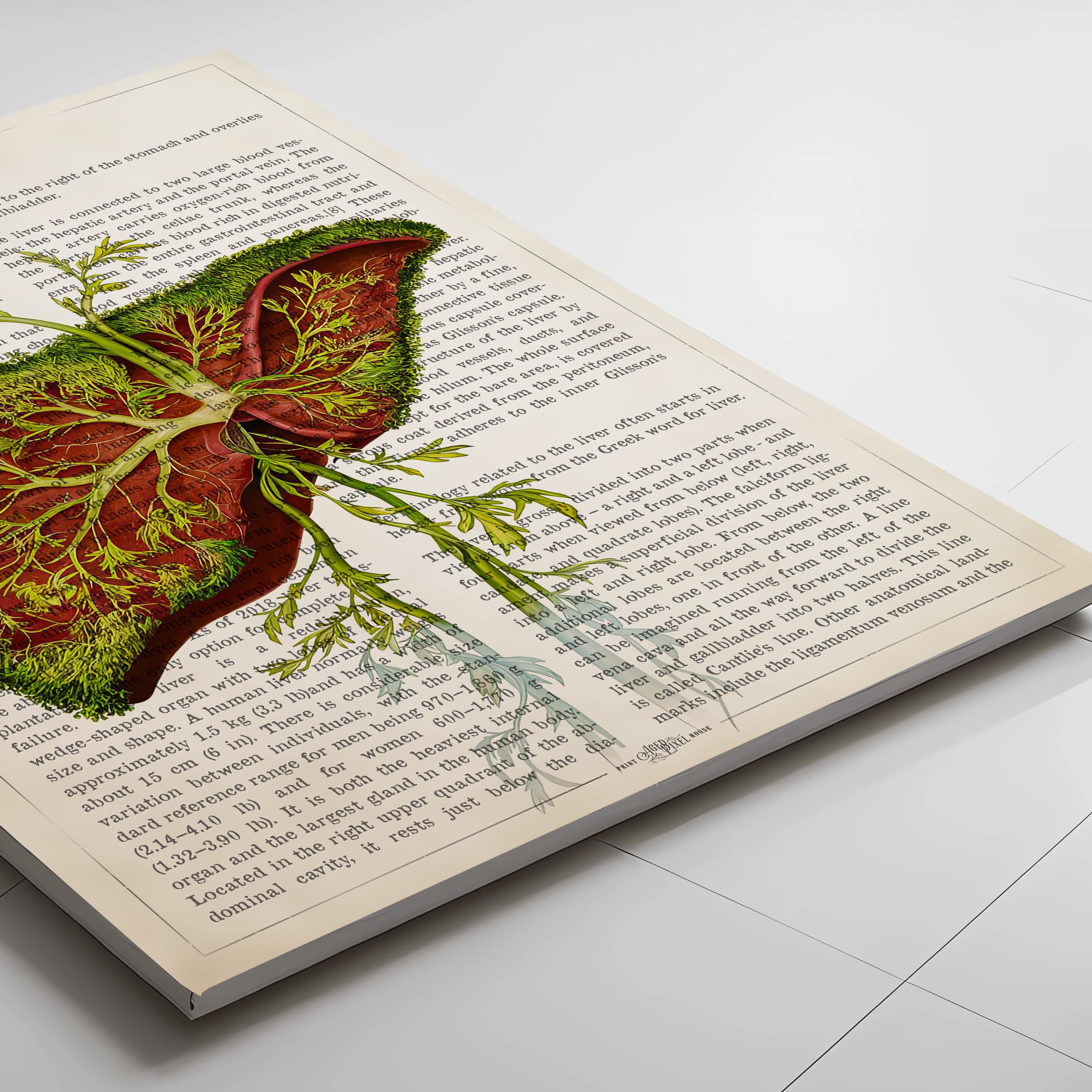 Liver Anatomy Print, Gastroenterologist Gift, Liver Transplant, Liver ...
