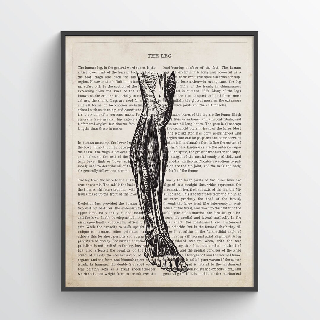 Human Leg Anatomy Print, Massage Therapist, Chiropractor Gift, Medical ...