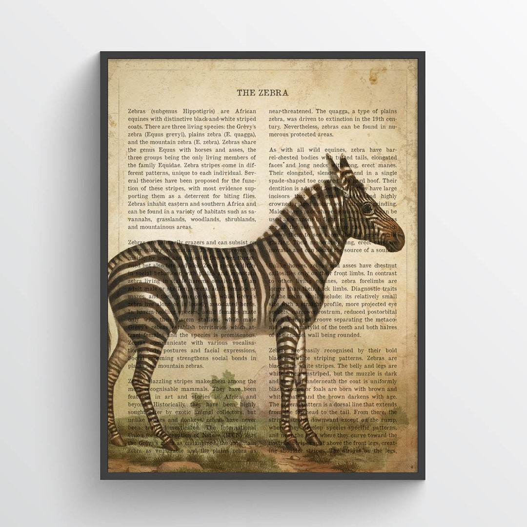Vintage Zebra Print, Safari Painting, Mountain Zebra Illustration ...