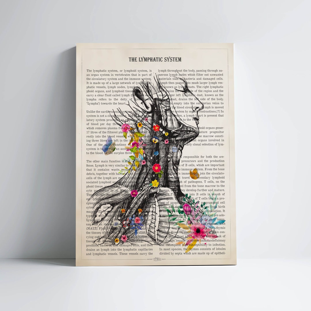 Lymphatic System Anatomy Print, Endocrinology Print, Lymph Nodes ...