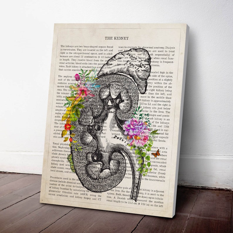 Kidney Anatomy Flower Print Urologist Gift Nephrologist - Etsy