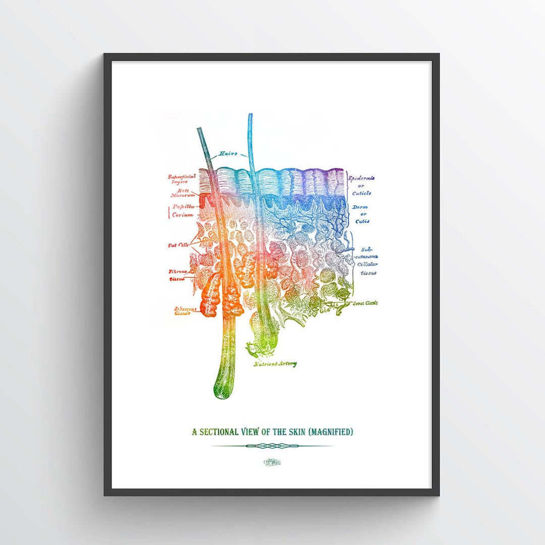 Skin Anatomy Print, Dermatologist Gift, Dermatology Skin Care ...