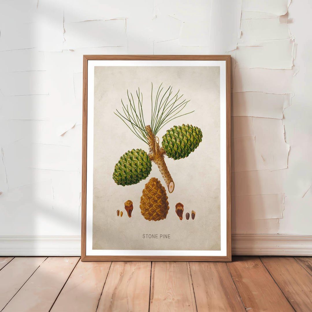 Pinecone Art Print Retro Conifer Botanical Poster Vintage Forest Wall ...