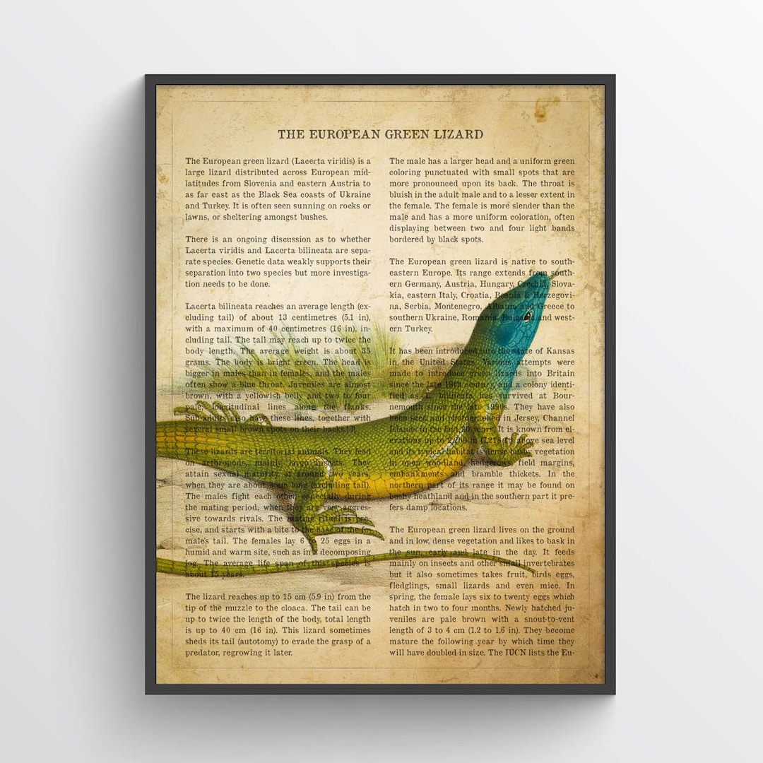 Vintage European Green Lizard Print, Reptile, Lizard Art, Antique ...