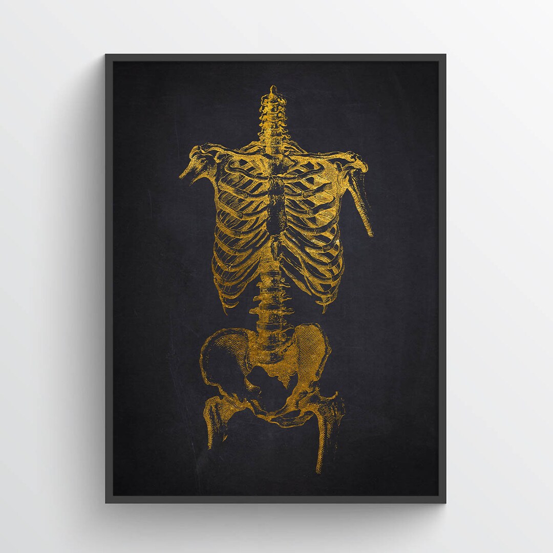 Skeleton Anatomy Print, Doctor Office Decor, Physician Graduation Gift ...