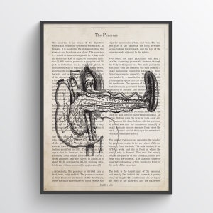 Pancreas Anatomy Print, Gastroenterologist Gift, Primary Care Provider ...
