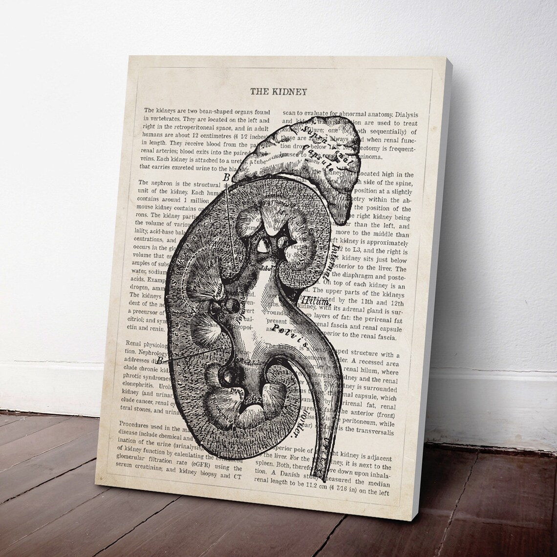 Kidney Anatomy Print Urologist Gift Nephrologist Gift | Etsy