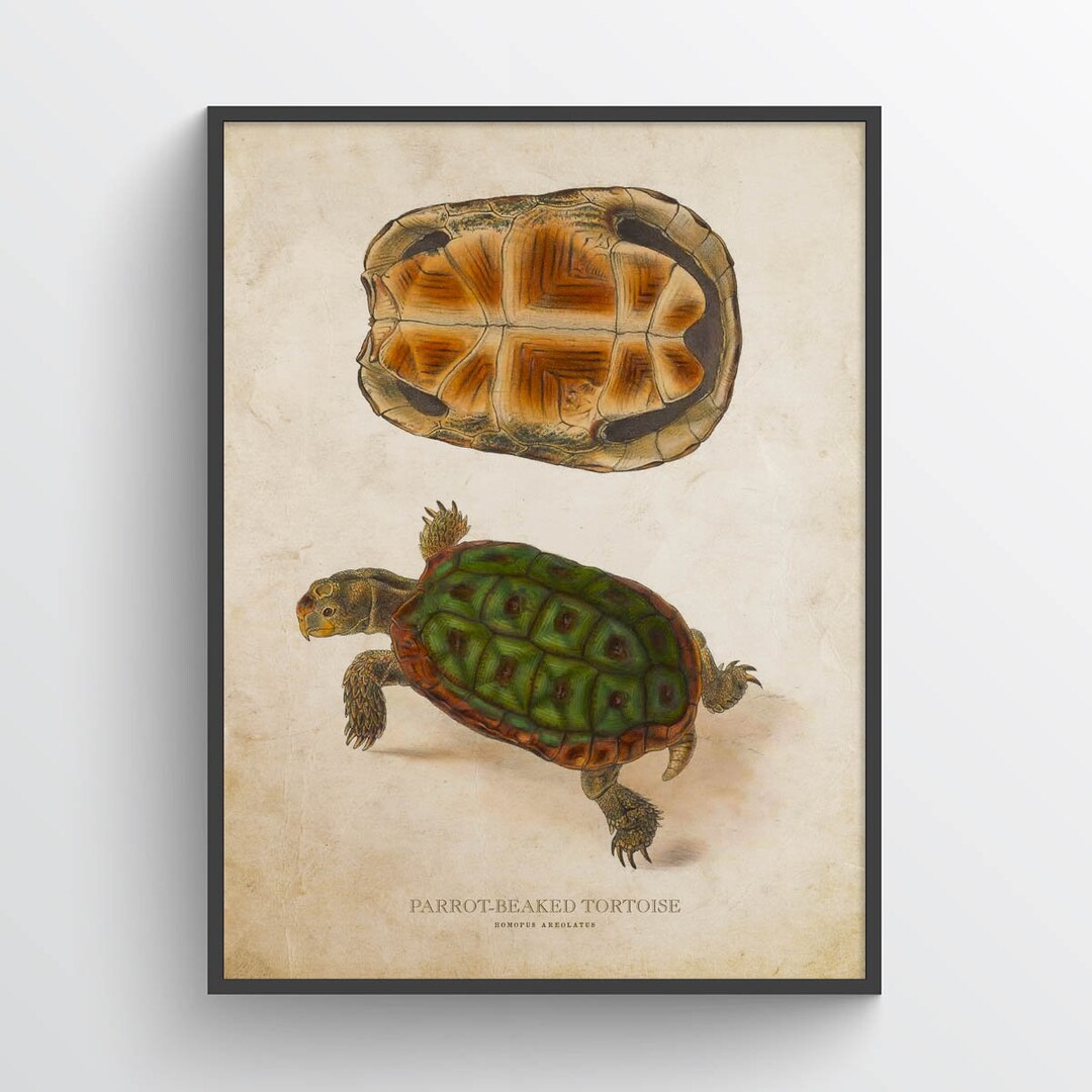 Parrot Beaked Tortoise Print, Turtle Illustration, Turtle Art, Turtle ...