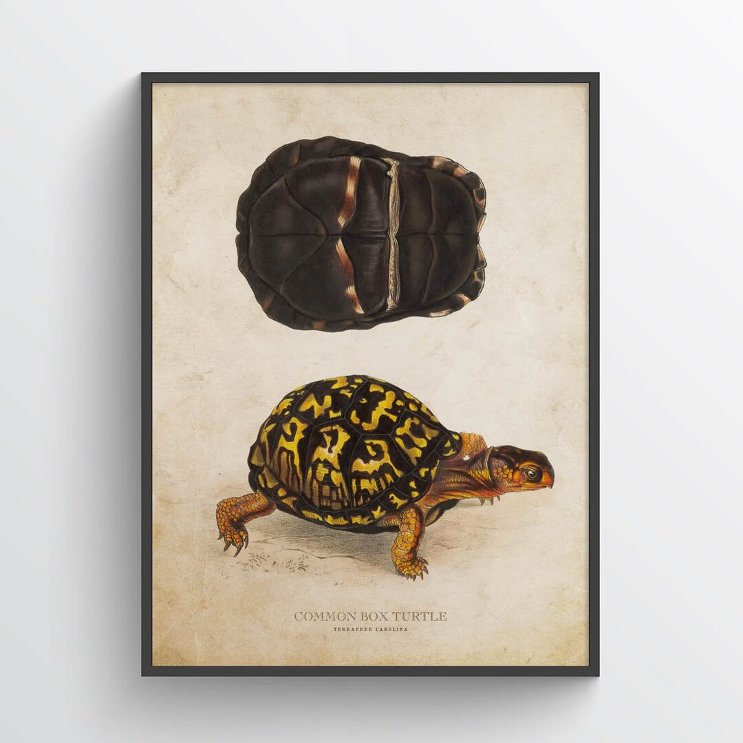 Common Box Turtle Print, Turtle Illustration, Turtle Art, Turtle Kids ...