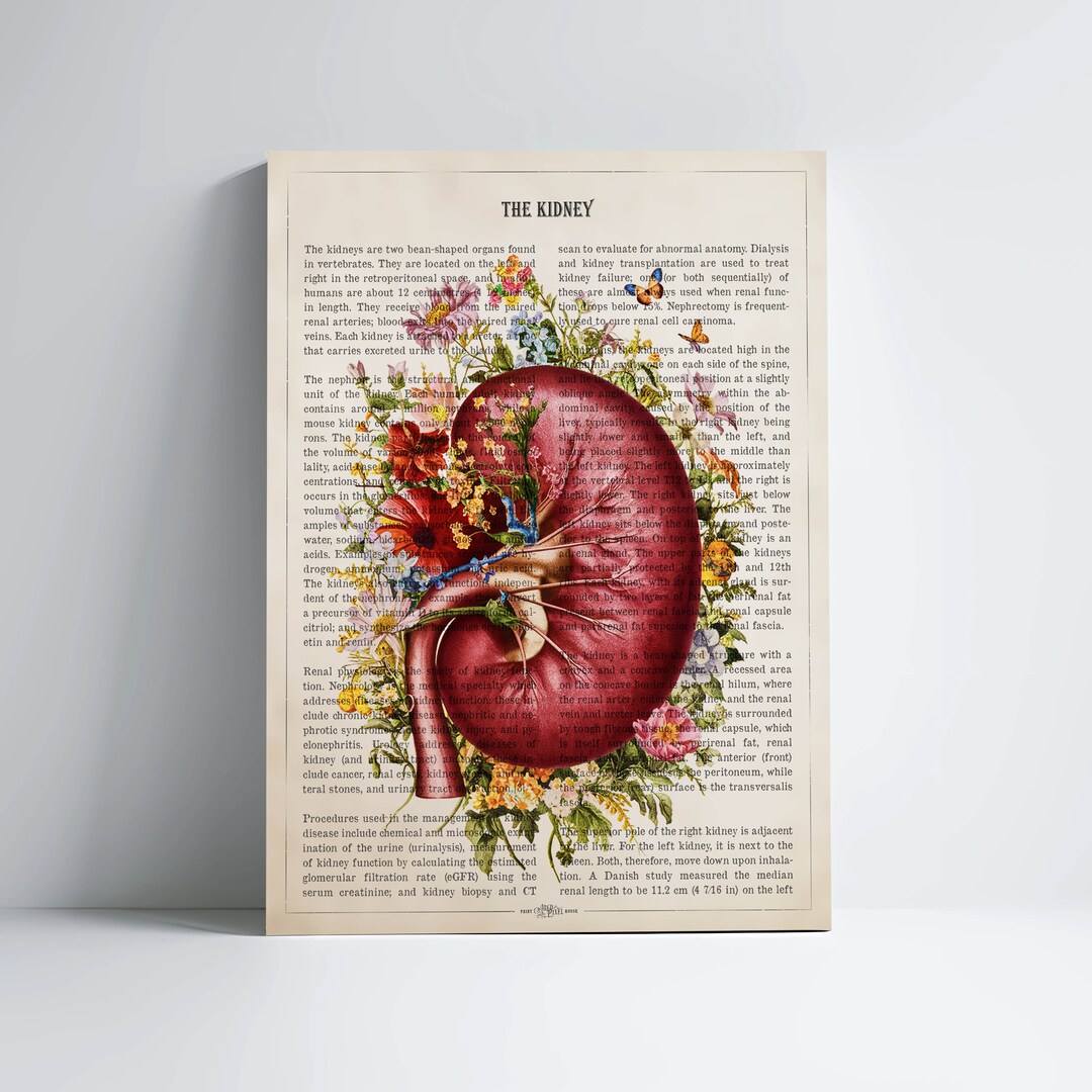 Kidney Anatomy Print, Urology Gift, Kidney Transplant, Urologist ...