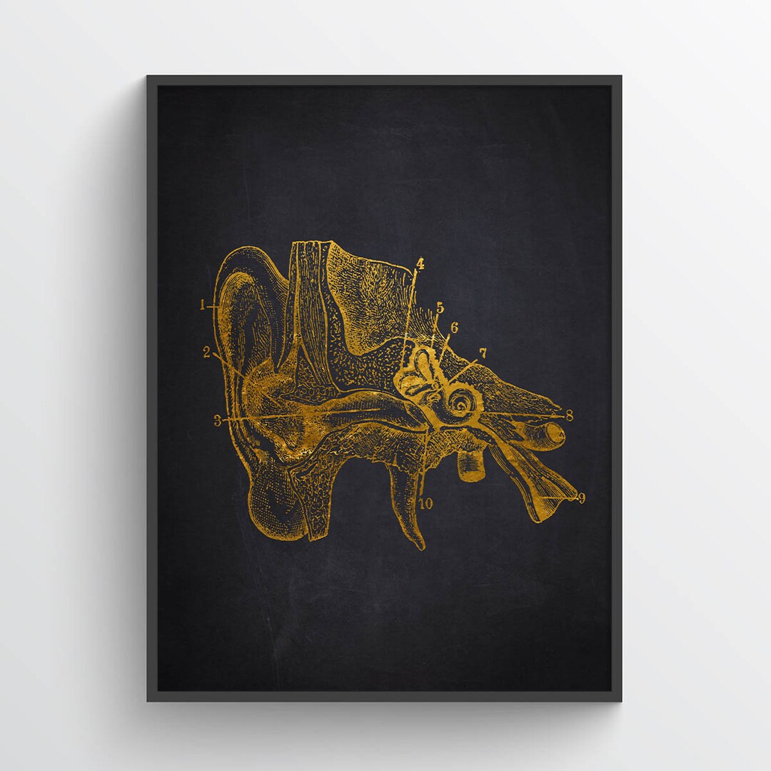 Inner and Outer Ear Anatomy Print, AUD, Audiology Gift, Hearing Doctor ...
